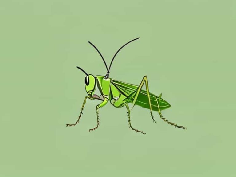 A Life Cycle Of A Grasshopper